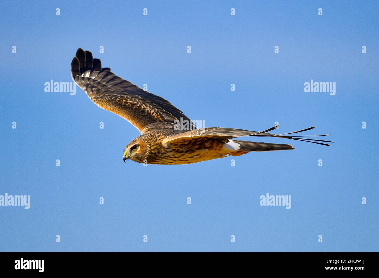 Northern Harrier Hawk Stock Photo - Alamy