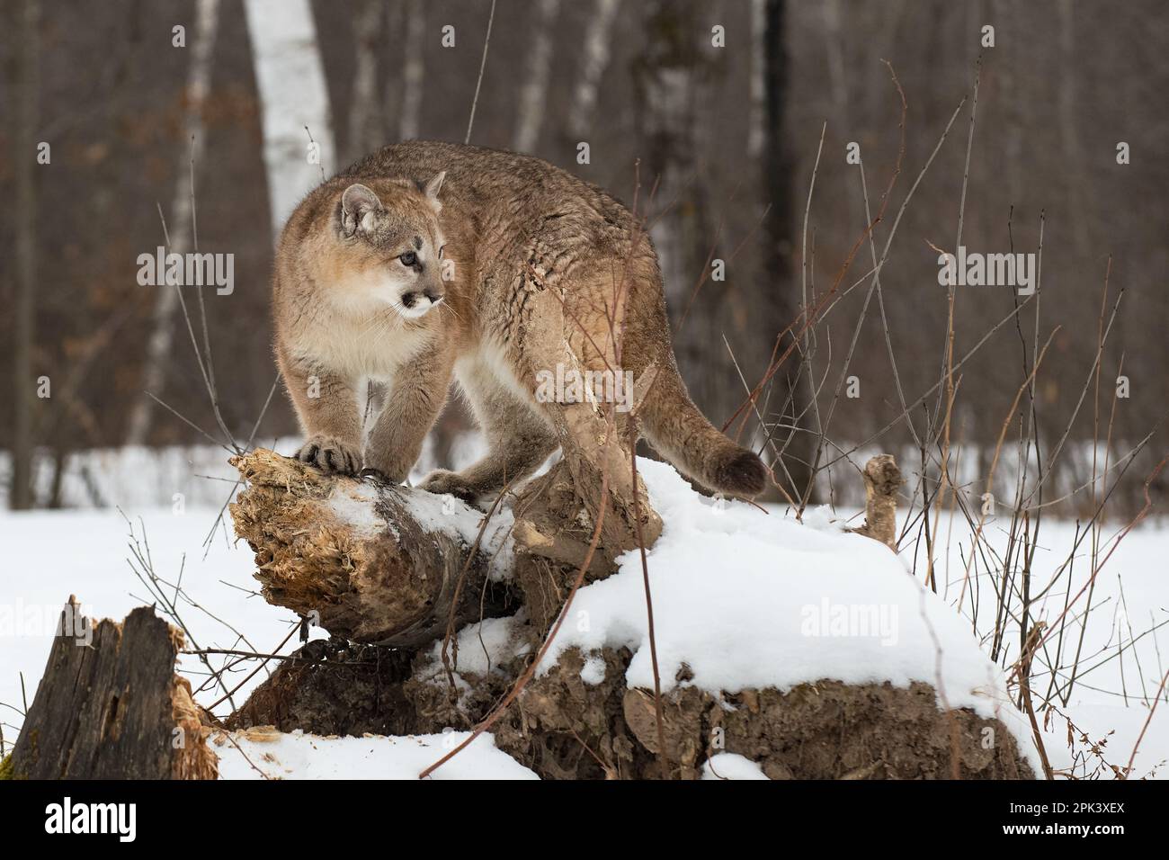 Cougar (Puma concolor) Turns to Right Standing Atop Log Winter ...