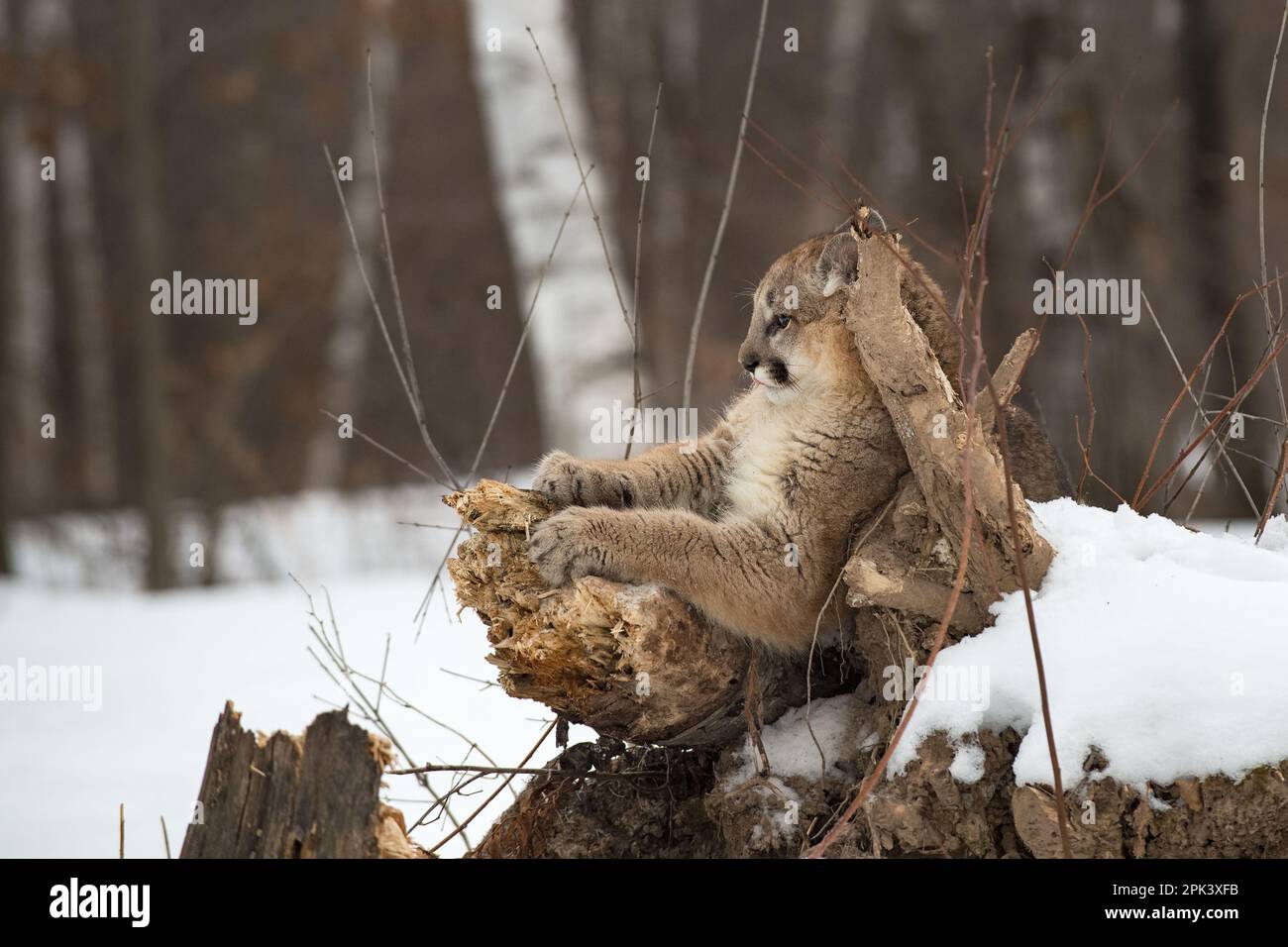 Tip of tongue hi-res stock photography and images - Alamy