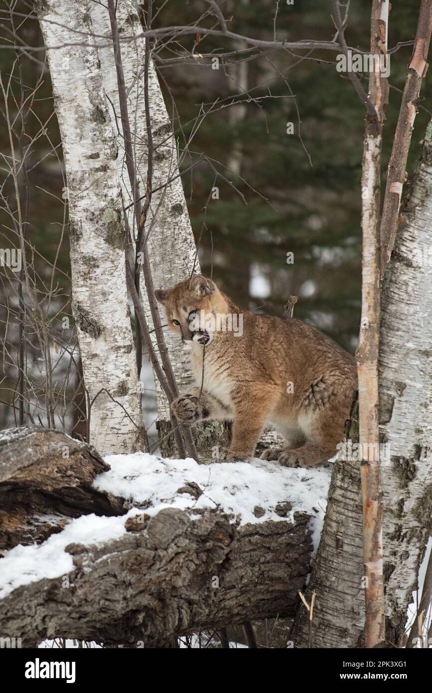 Cougar (Puma concolor) Bites at Twig on Log Winter - captive animal ...