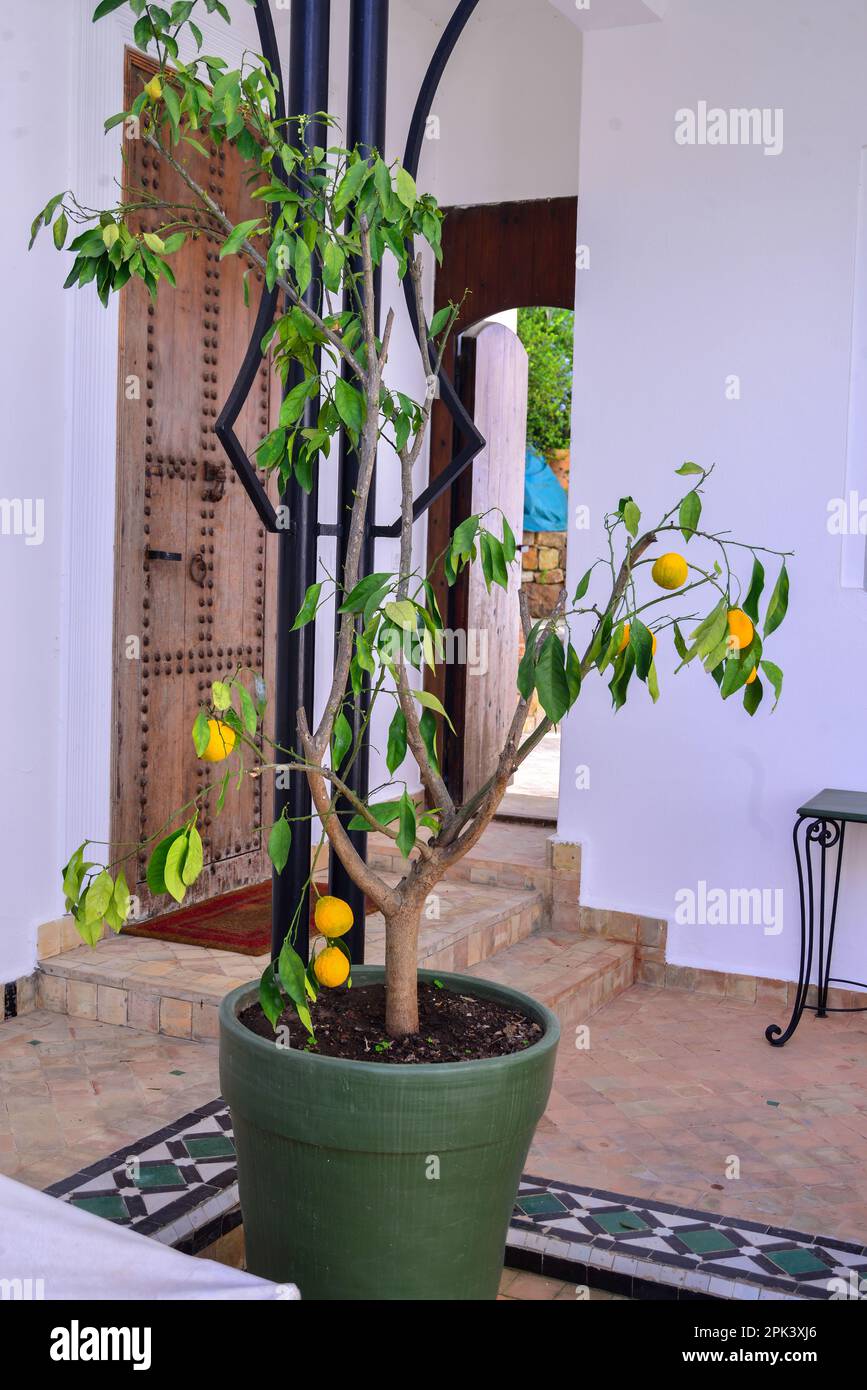 Inside of a lemon hi-res stock photography and images - Alamy