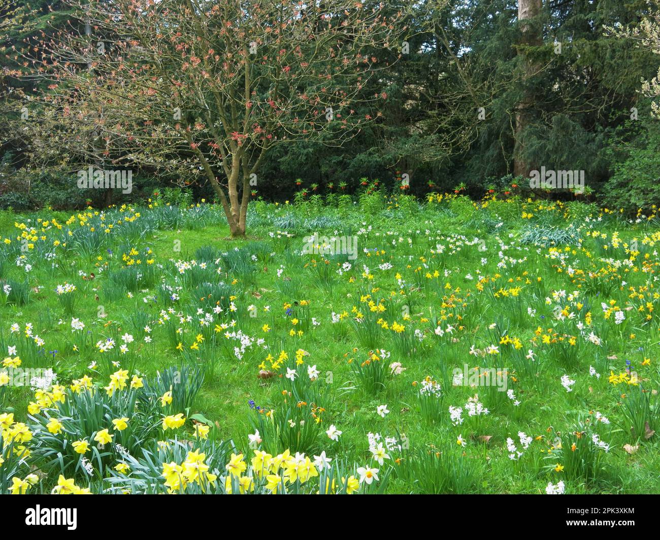 April 2023 at Anglesey Abbey: the parkland is covered by swathes of ...