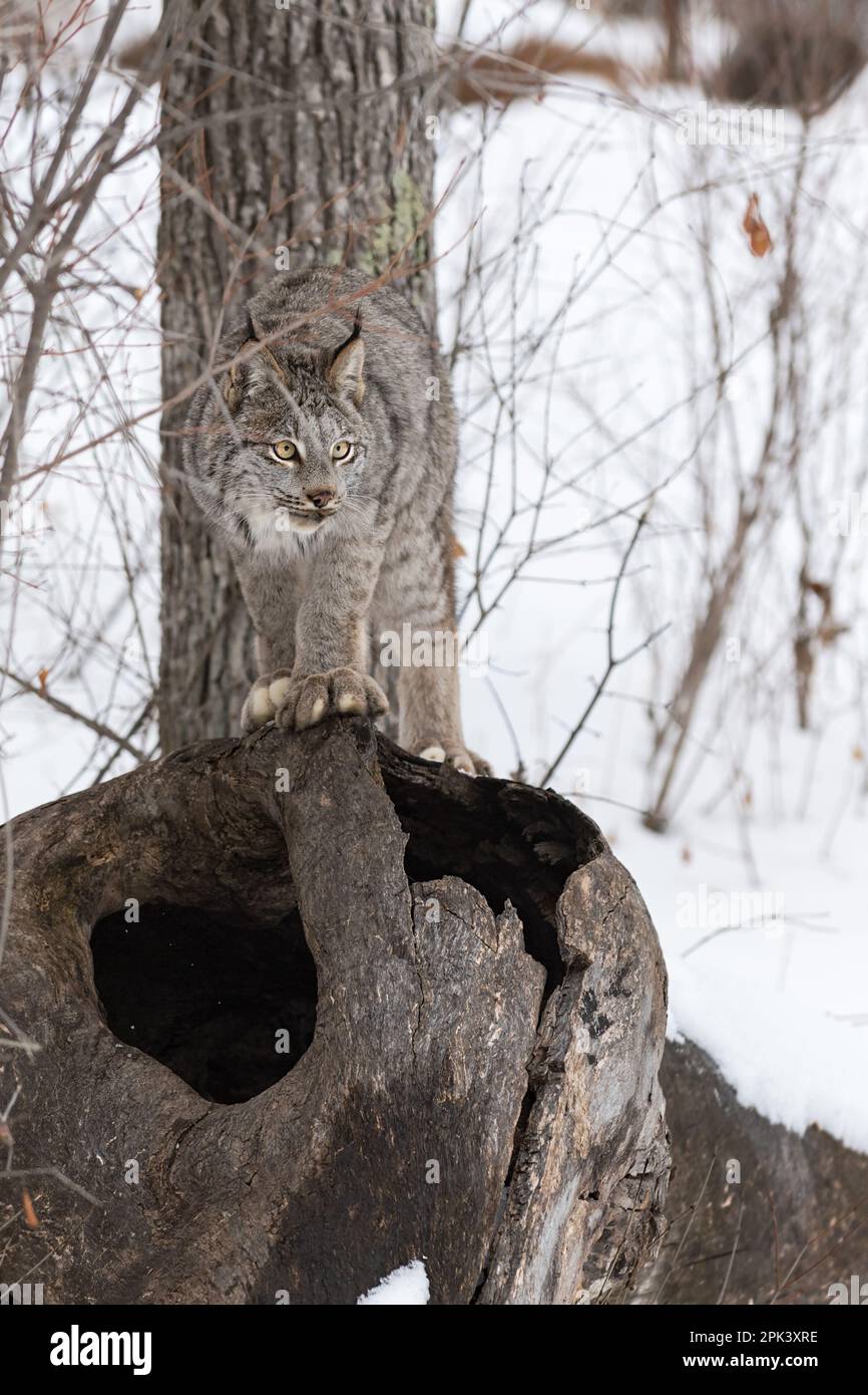 Canadian Lynx (Lynx canadensis) Standing Atop Log Blends In to Tree ...