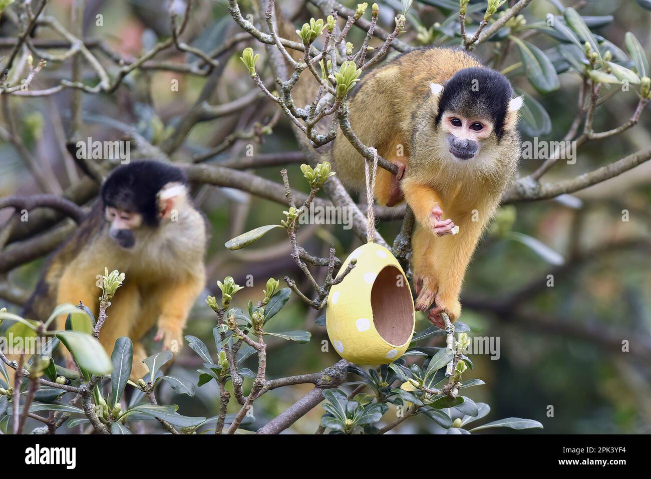 Easter monkey egg hi-res stock photography and images - Alamy