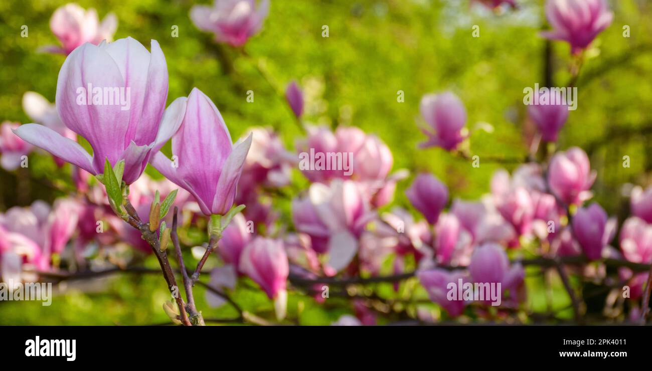 branches of magnolia in full blossom. warm april weather Stock Photo ...