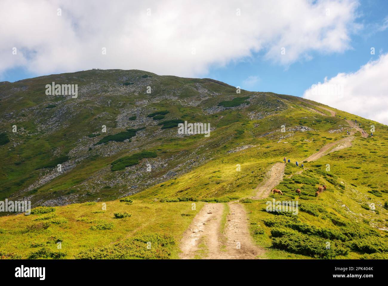 alpine travel destination of carpathian mountains. hillside of petros ...