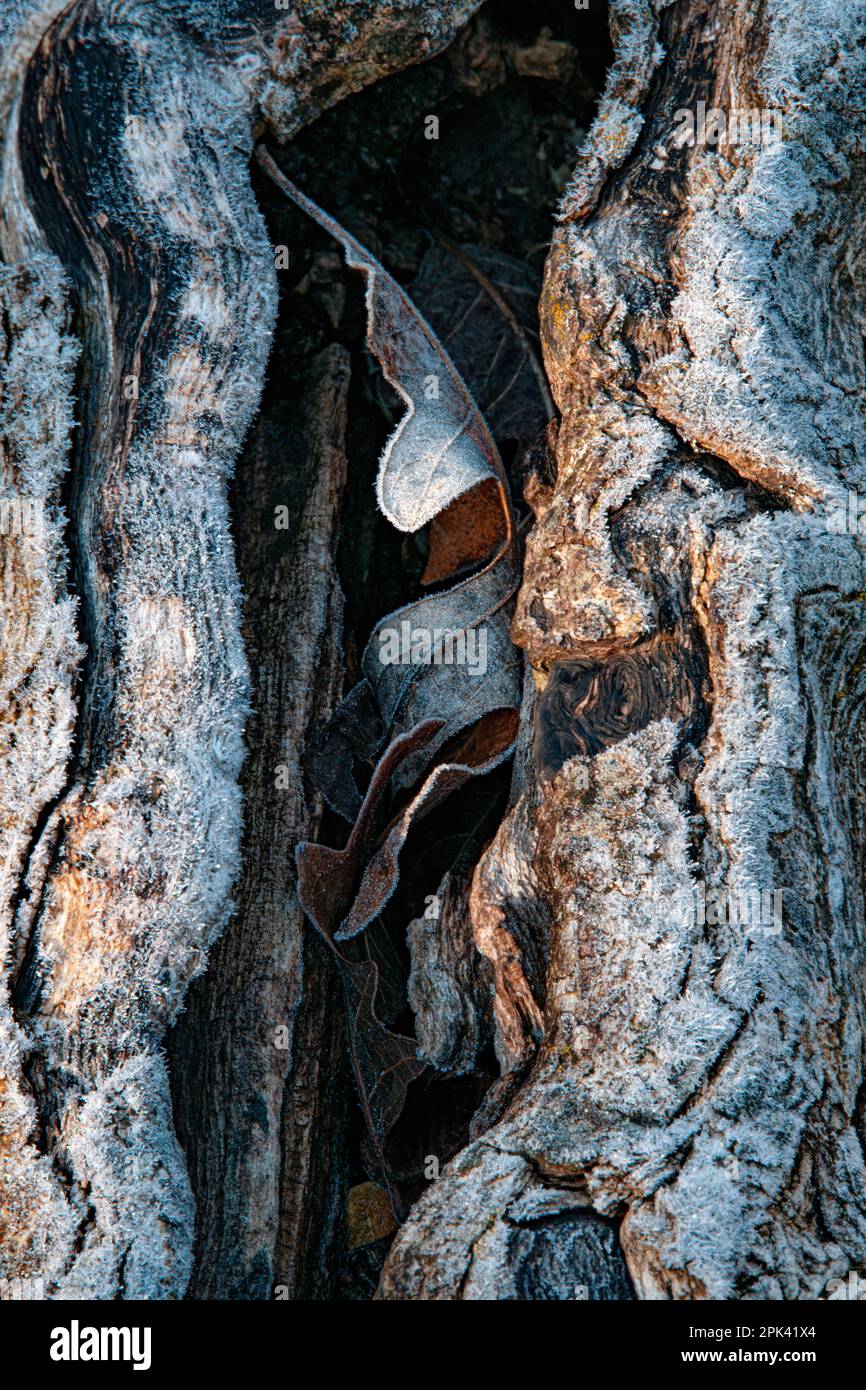 An oak leaf is nestled in the the decaying opening of a downed tree ...