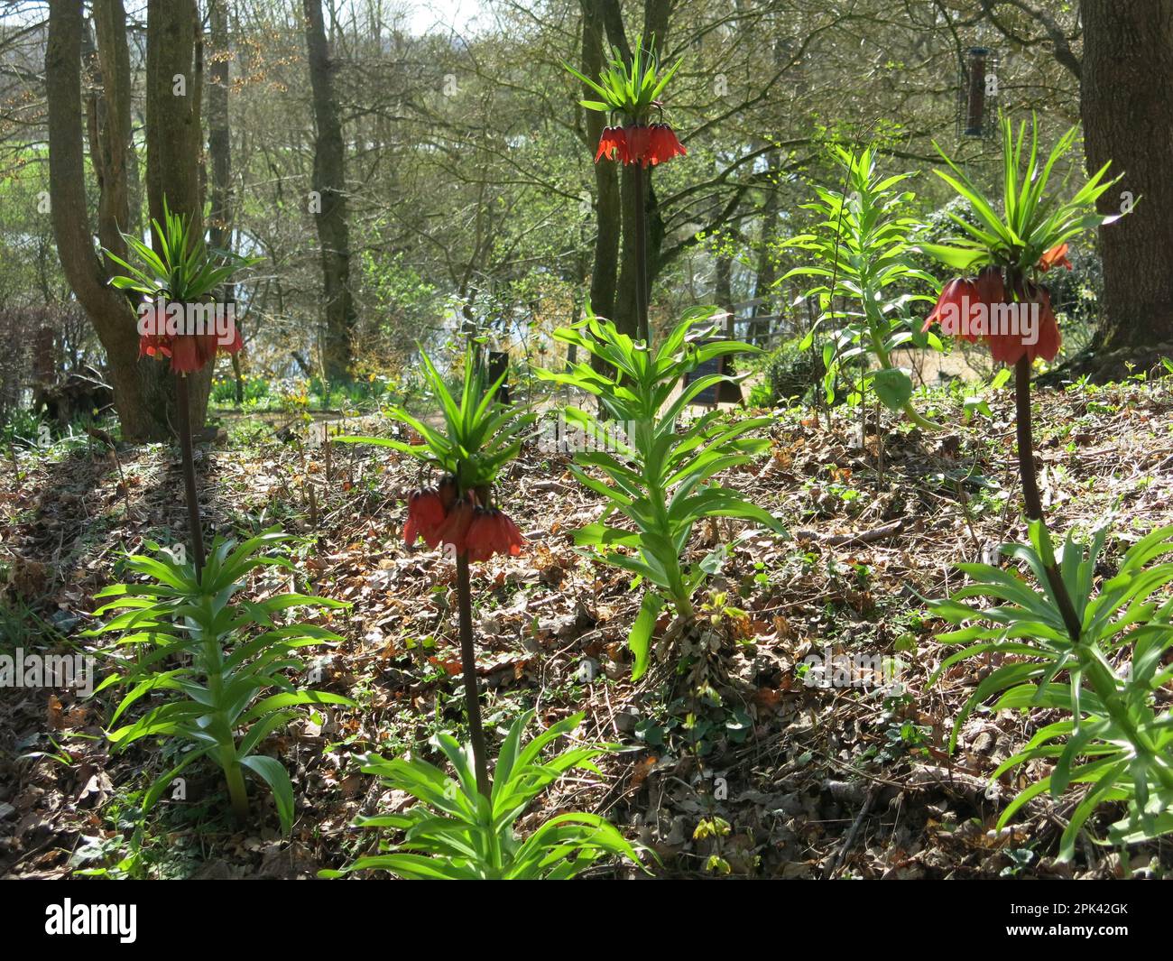 Planting crown imperial bulbs hi-res stock photography and images - Alamy