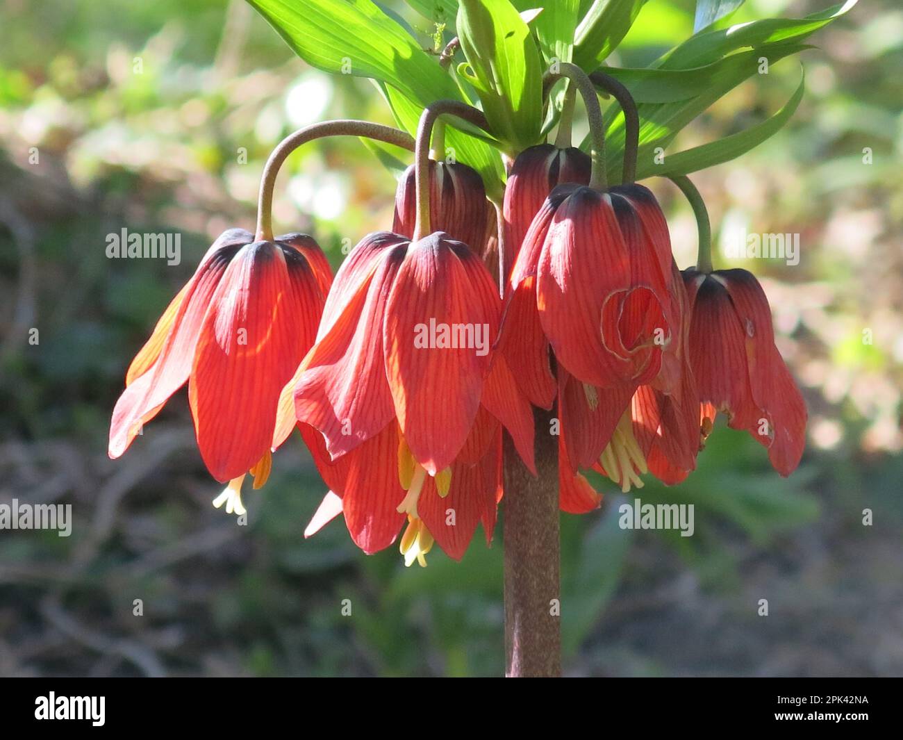 Close-up of the reddish-orange, bell-shaped flowers of Fritillaria ...
