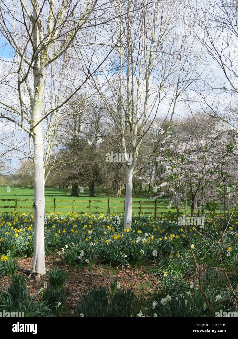 The beautiful landscaped grounds of Stoke Albany House full of Spring ...