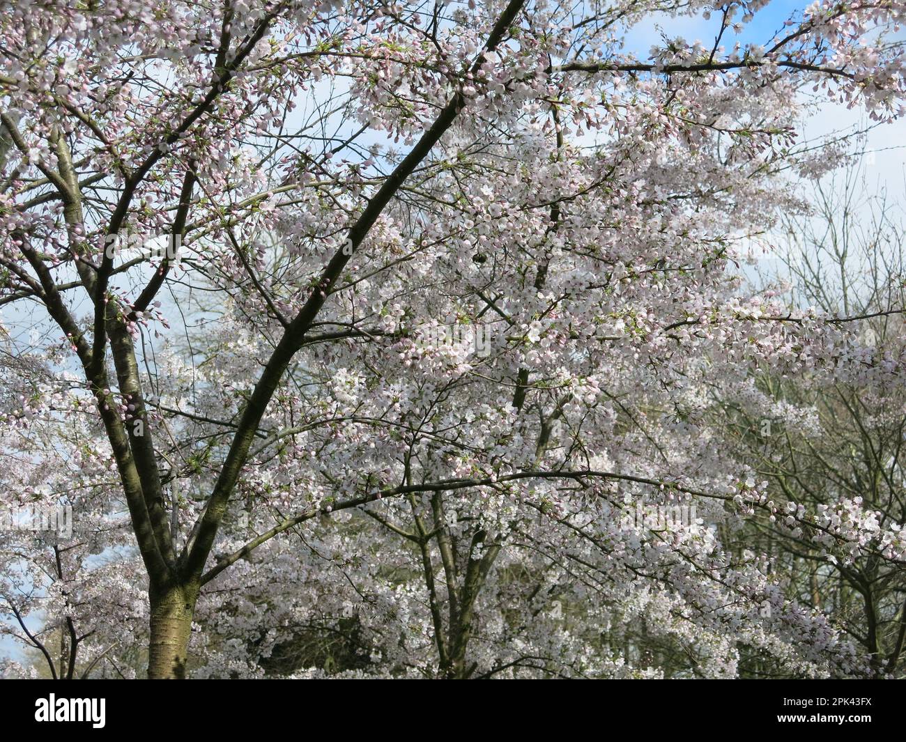 Spring time in England: cherry trees fully laden with pink fluffy ...