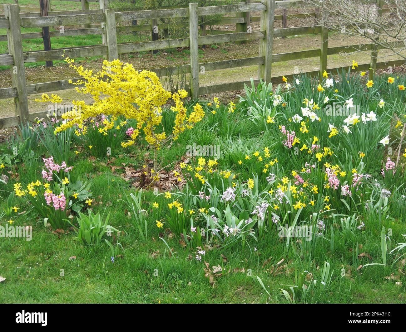 Colourful spring planting in an English garden: forsythia, daffodils ...