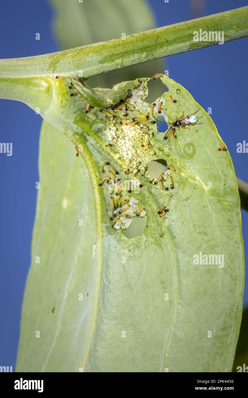Newly hatched baby caterpillars on a green leaf being eaten by a wasp ...