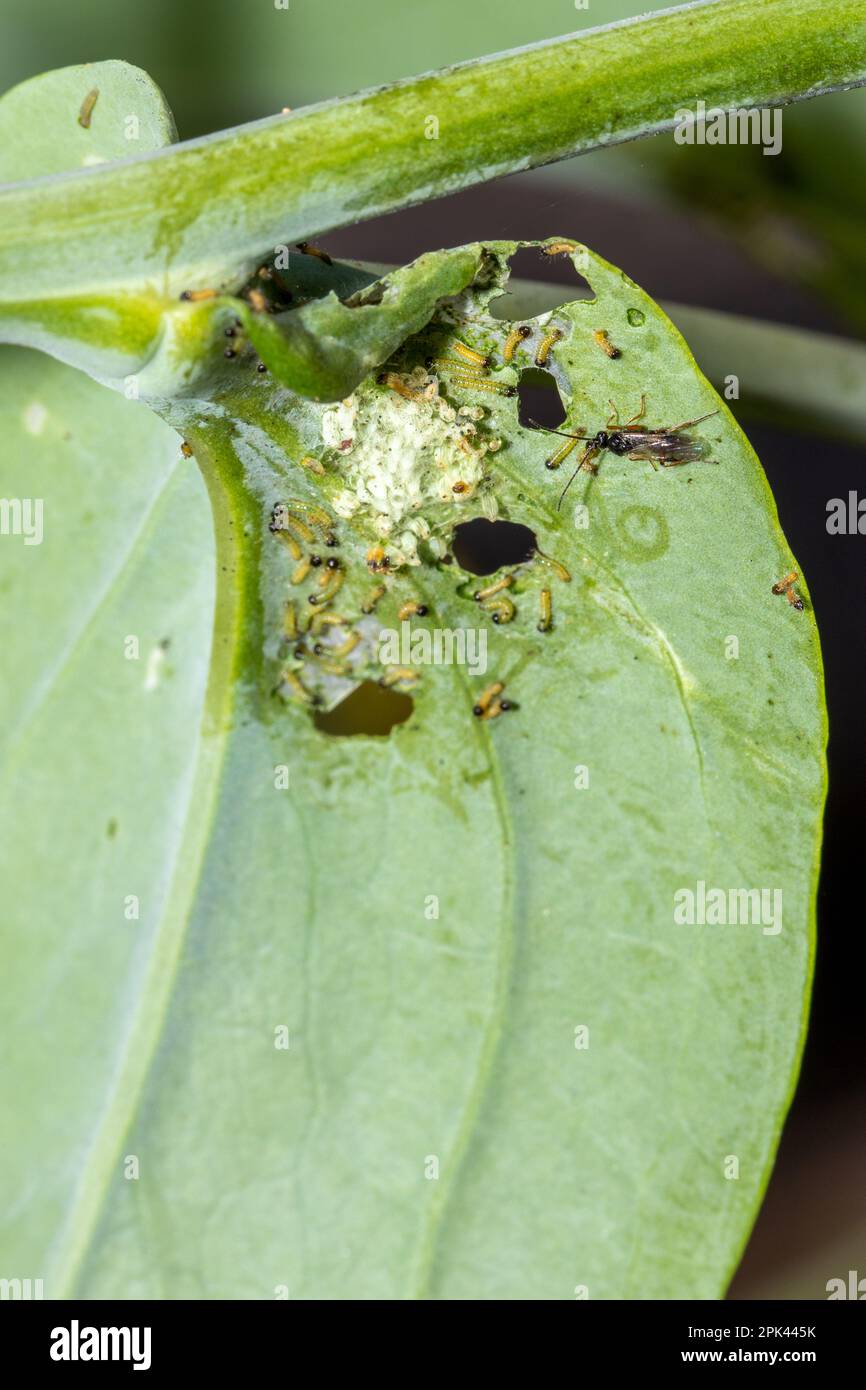 Newly hatched baby caterpillars on a green leaf being eaten by a wasp ...