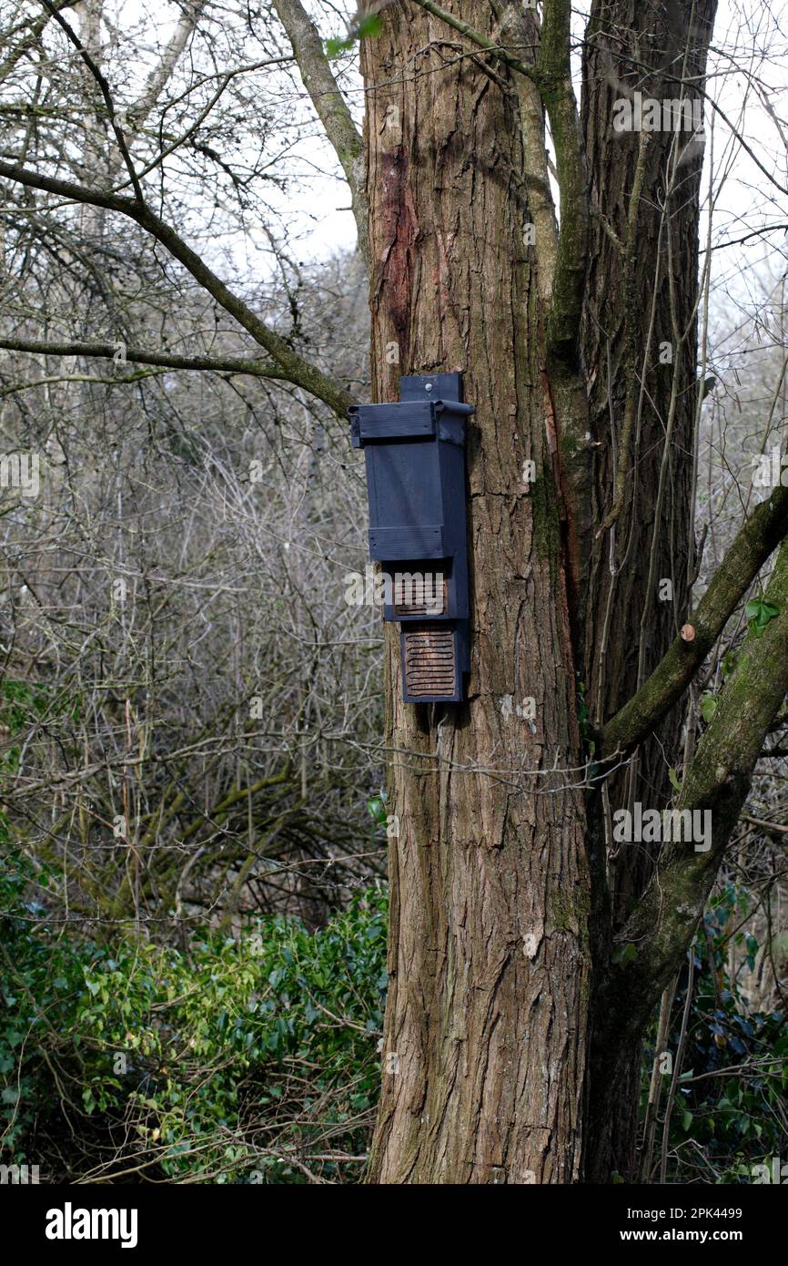 Bat box set amongst British woodland, on a native British tree Stock ...
