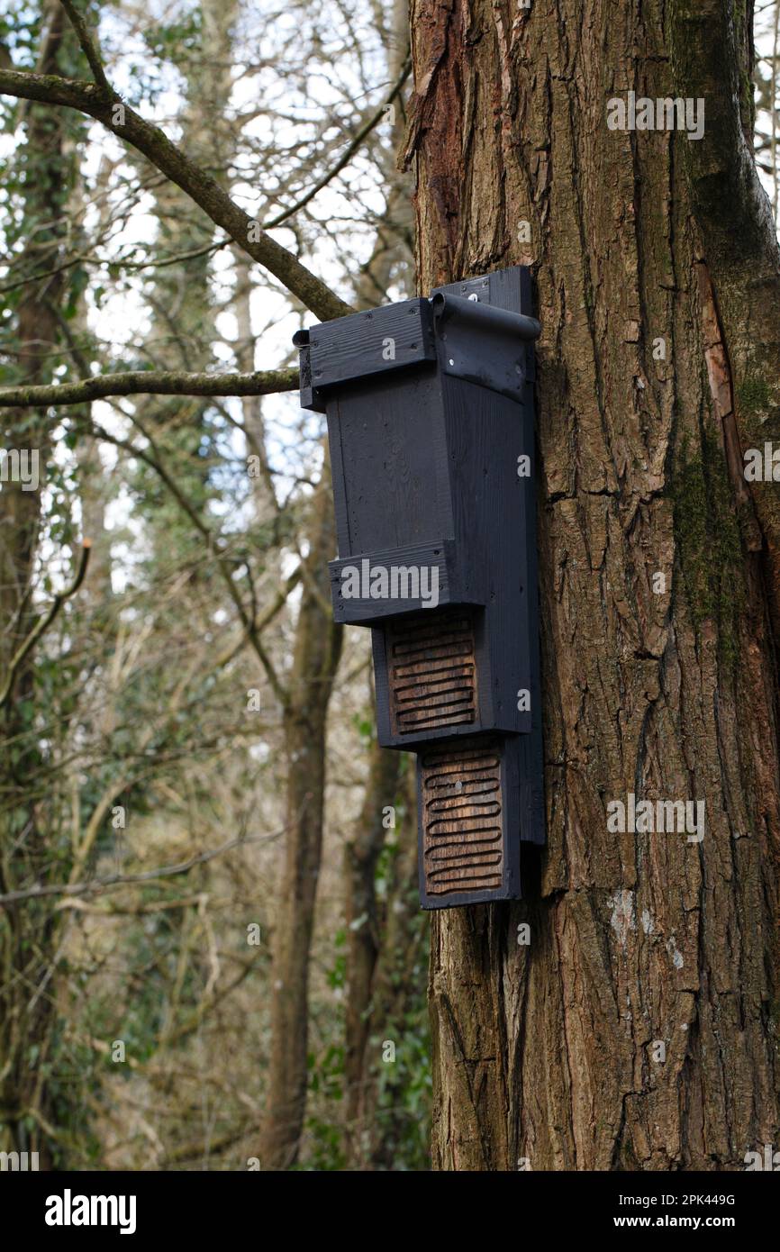 Bat box set amongst British woodland, on a native British tree Stock ...