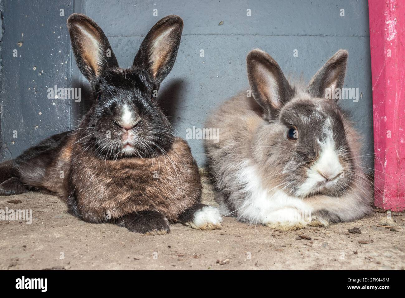 French angora rabbit hi-res stock photography and images - Alamy