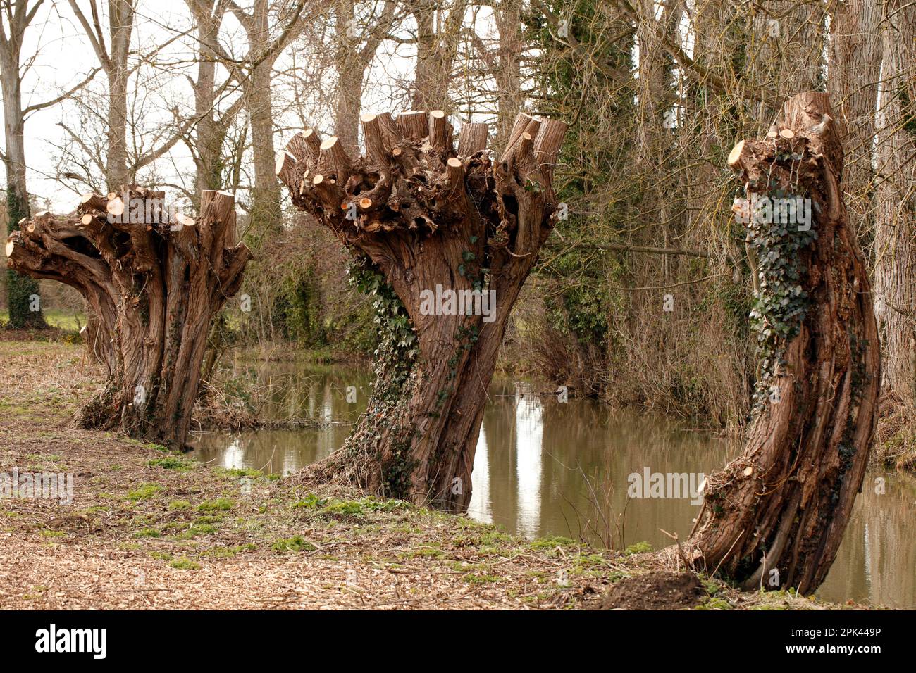 Pollarding of trees alongside a riverbank - Generic. Pollard, Pollarded ...