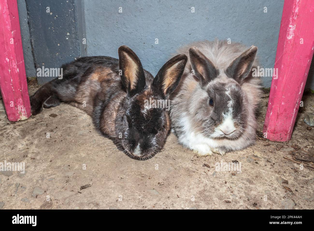 Two Cute domestic pet rabbits, Cape Town, South Africa Stock Photo - Alamy