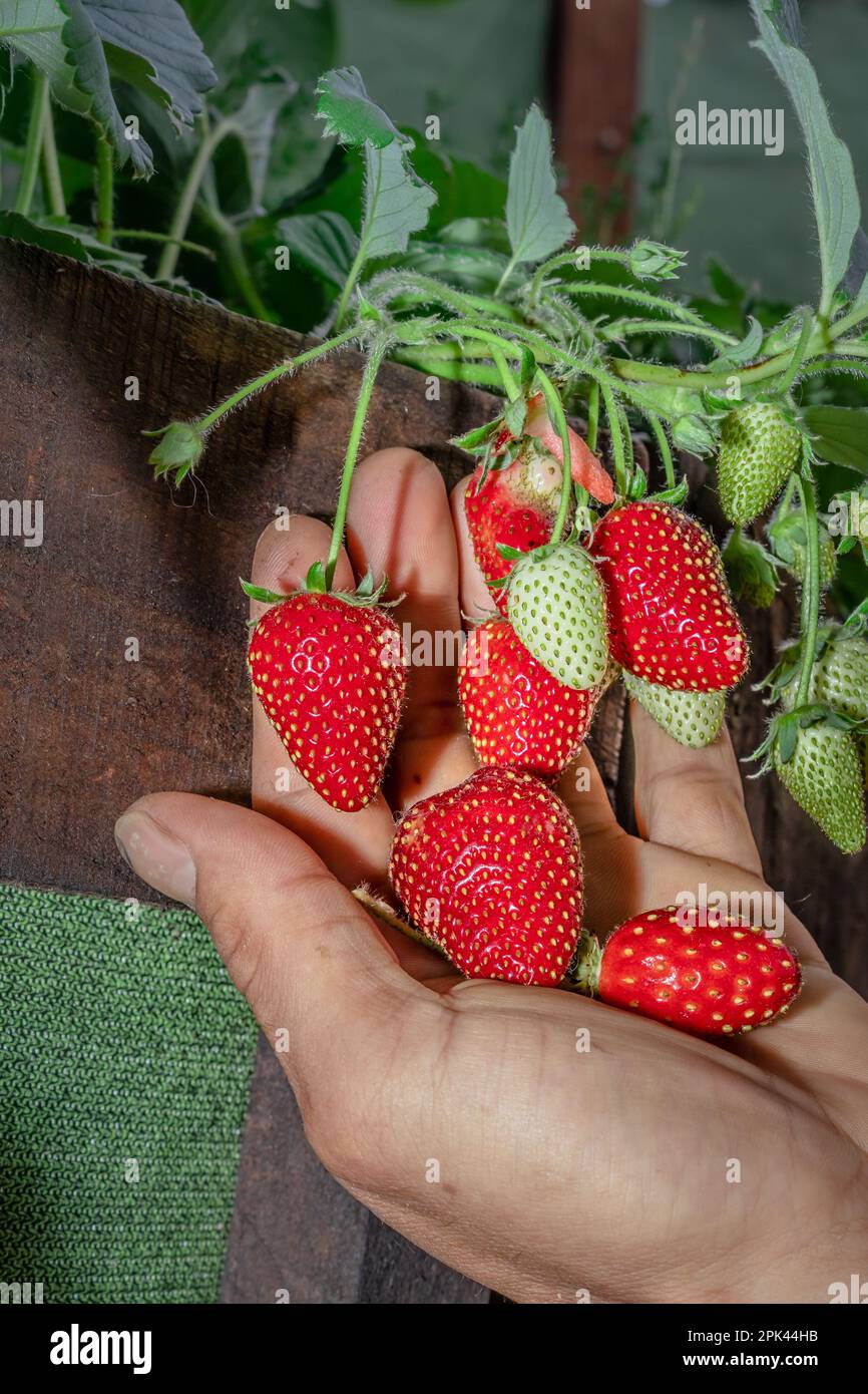 Strawberry farm south africa hi-res stock photography and images - Alamy