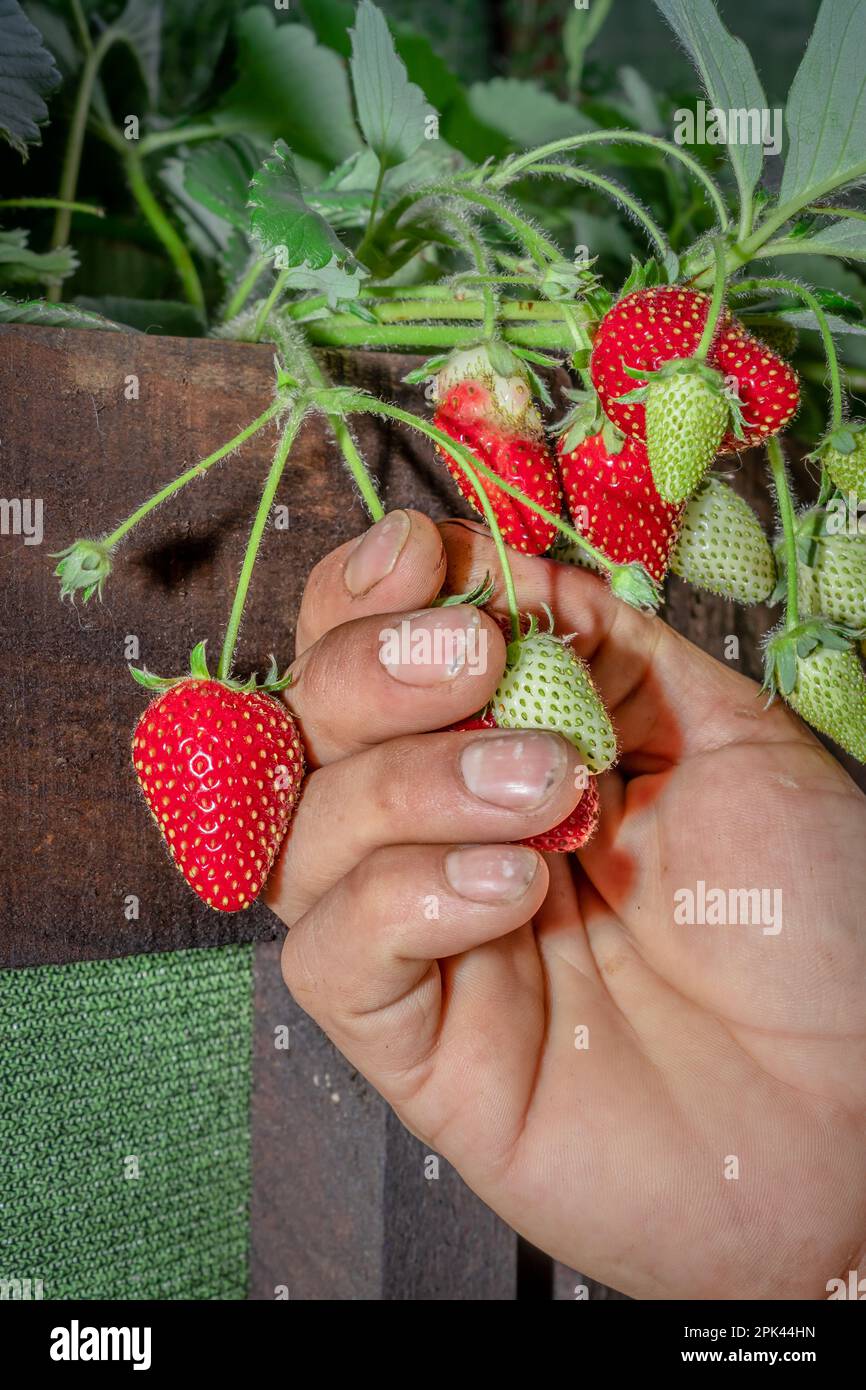 Strawberry farm south africa hi-res stock photography and images - Alamy