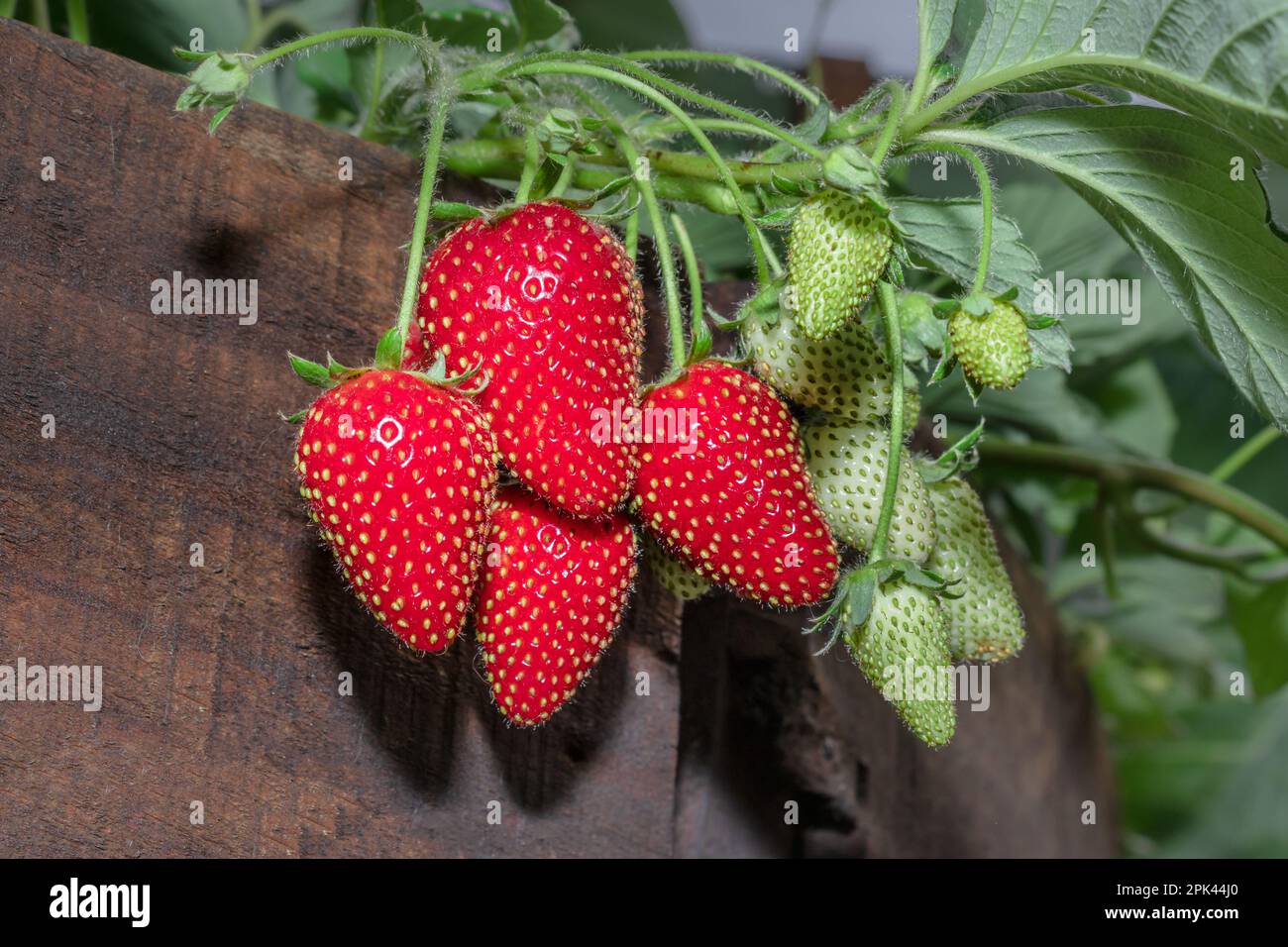 Ripe garden strawberry (Fragaria × ananassa), Cape Town, South Africa ...