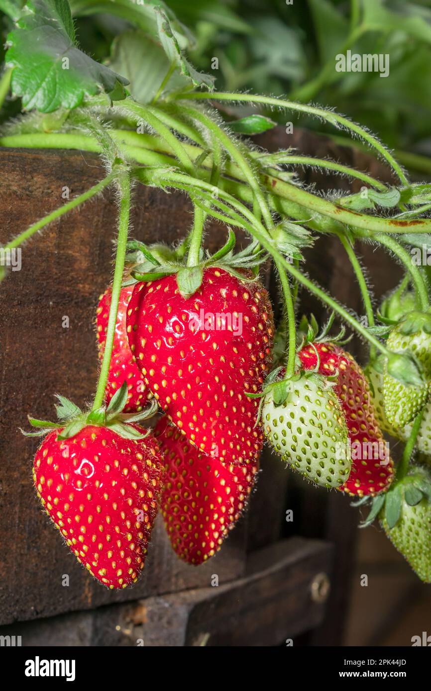 Ripe garden strawberry (Fragaria × ananassa), Cape Town, South Africa ...