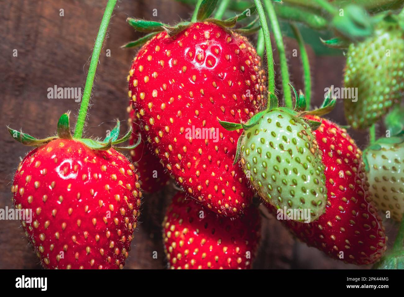 Ripe garden strawberry (Fragaria × ananassa), Cape Town, South Africa ...