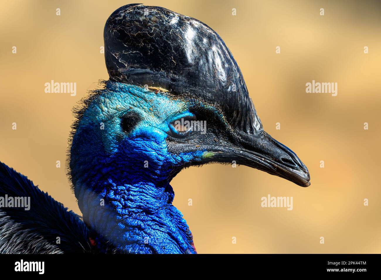 Southern Cassowary (Casuarius casuarius) headshot Stock Photo - Alamy