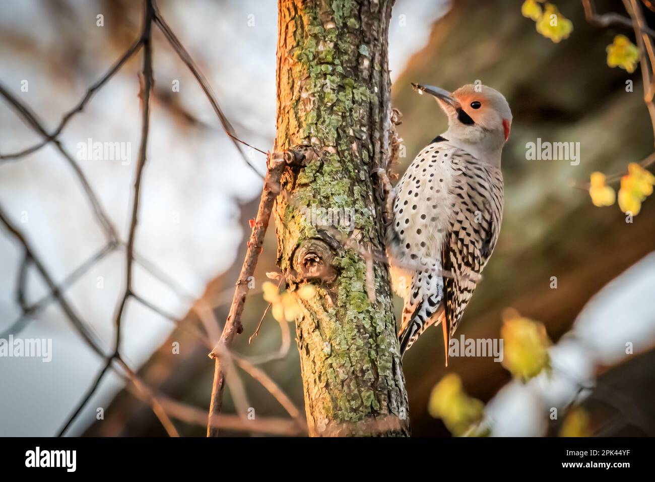Red-shafted Northern Flicker (Colaptes auratus) pecking on a tree Stock ...