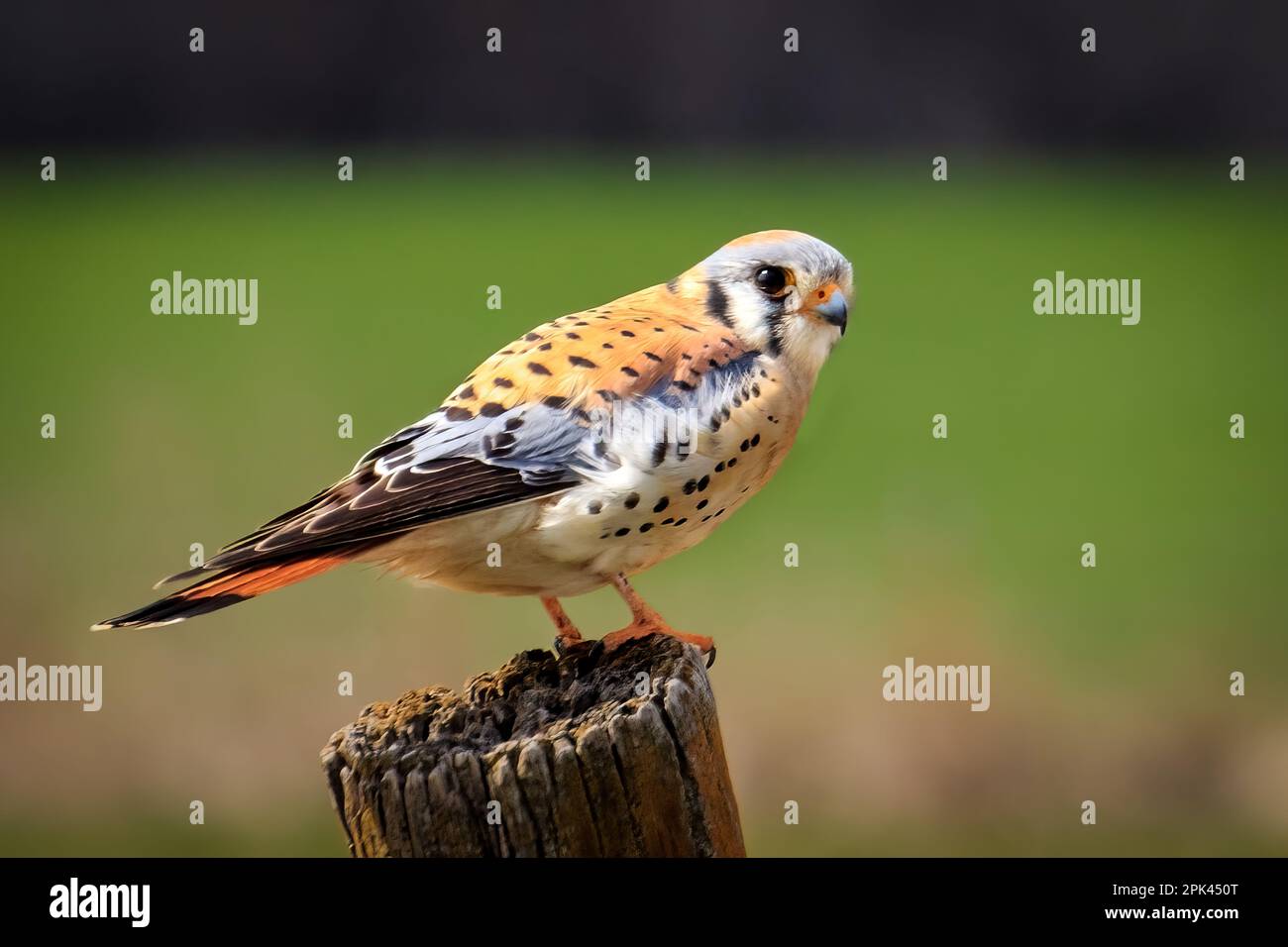American Kestrel (Falco sparverius) sitting on a post Stock Photo - Alamy