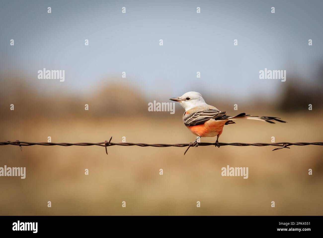 Lng tail hi-res stock photography and images - Alamy