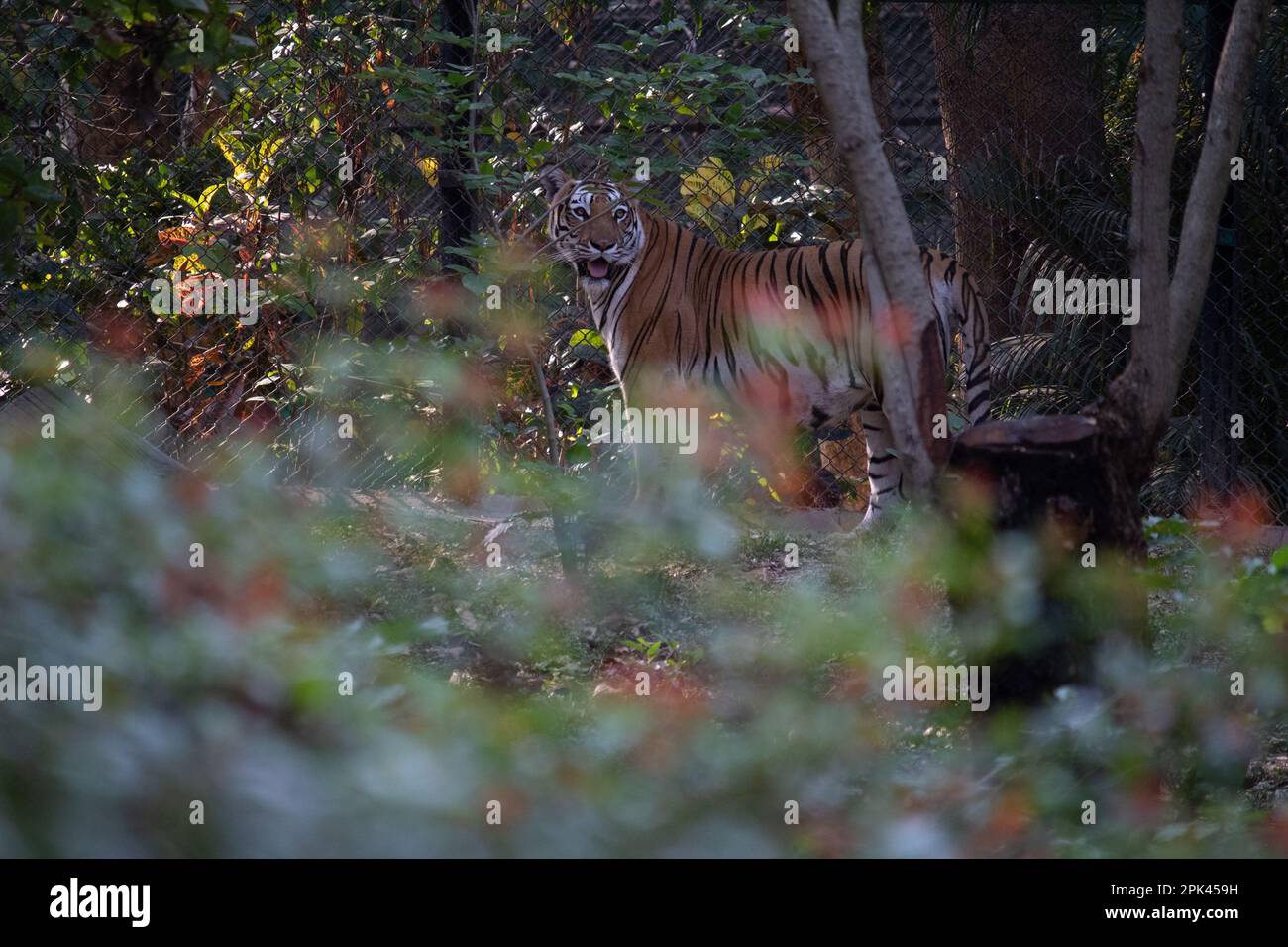 Tiger at Bannerghatta national park Bangalore standing in the zoo ...
