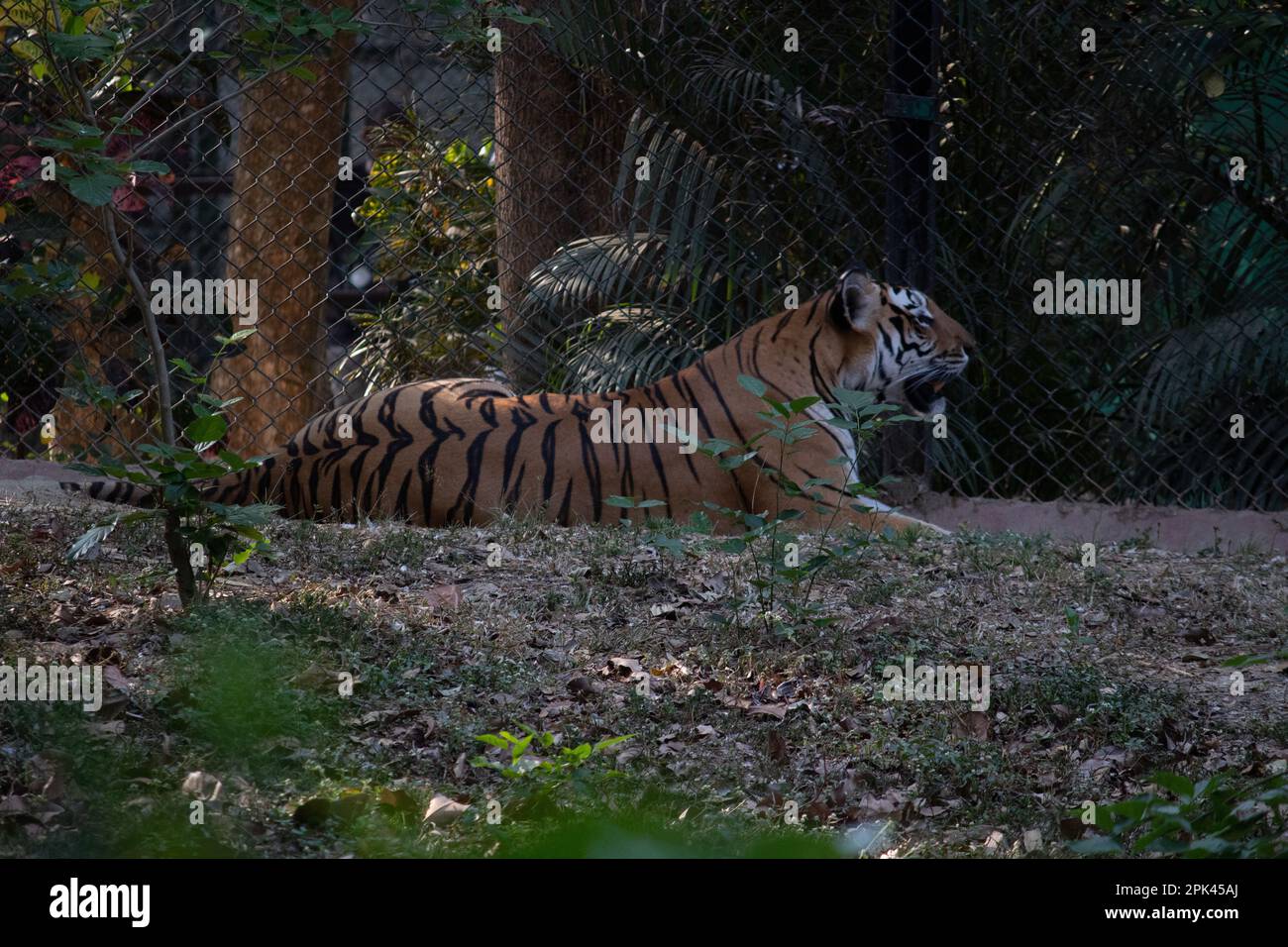 Tiger at Bannerghatta national park Bangalore standing in the zoo ...