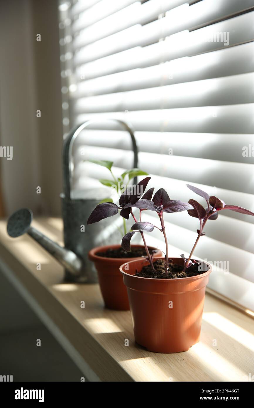 Red basil seedlings in flowerpot on window sill indoors Stock Photo - Alamy