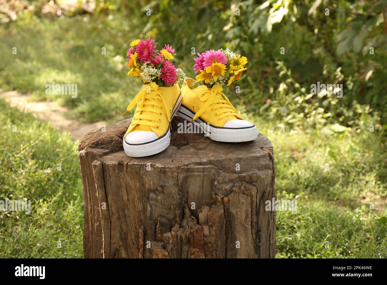 Tree stump with wildflowers hi-res stock photography and images - Alamy