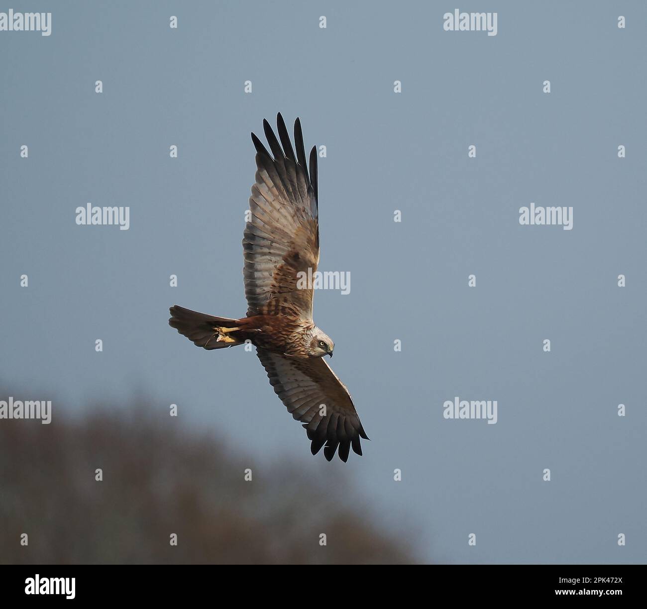 Perches on various vantage points hi-res stock photography and images ...