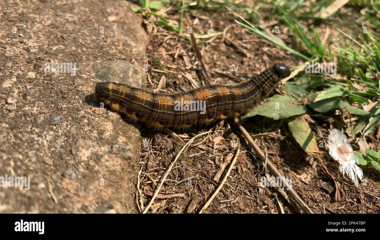 Centipede photo hi-res stock photography and images - Alamy