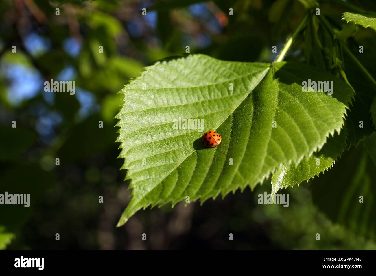 Ladybug on young leaves hi-res stock photography and images - Alamy