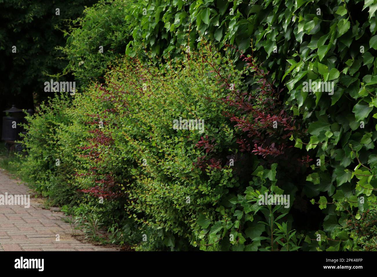 Many different beautiful bushes growing outdoors. Gardening and ...
