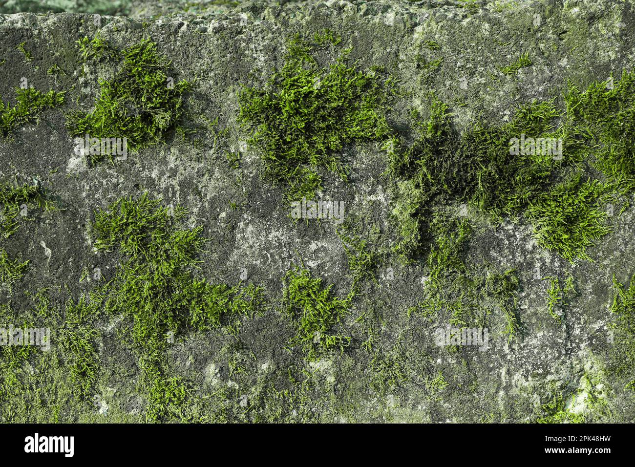 Stone wall overgrown hi-res stock photography and images - Alamy