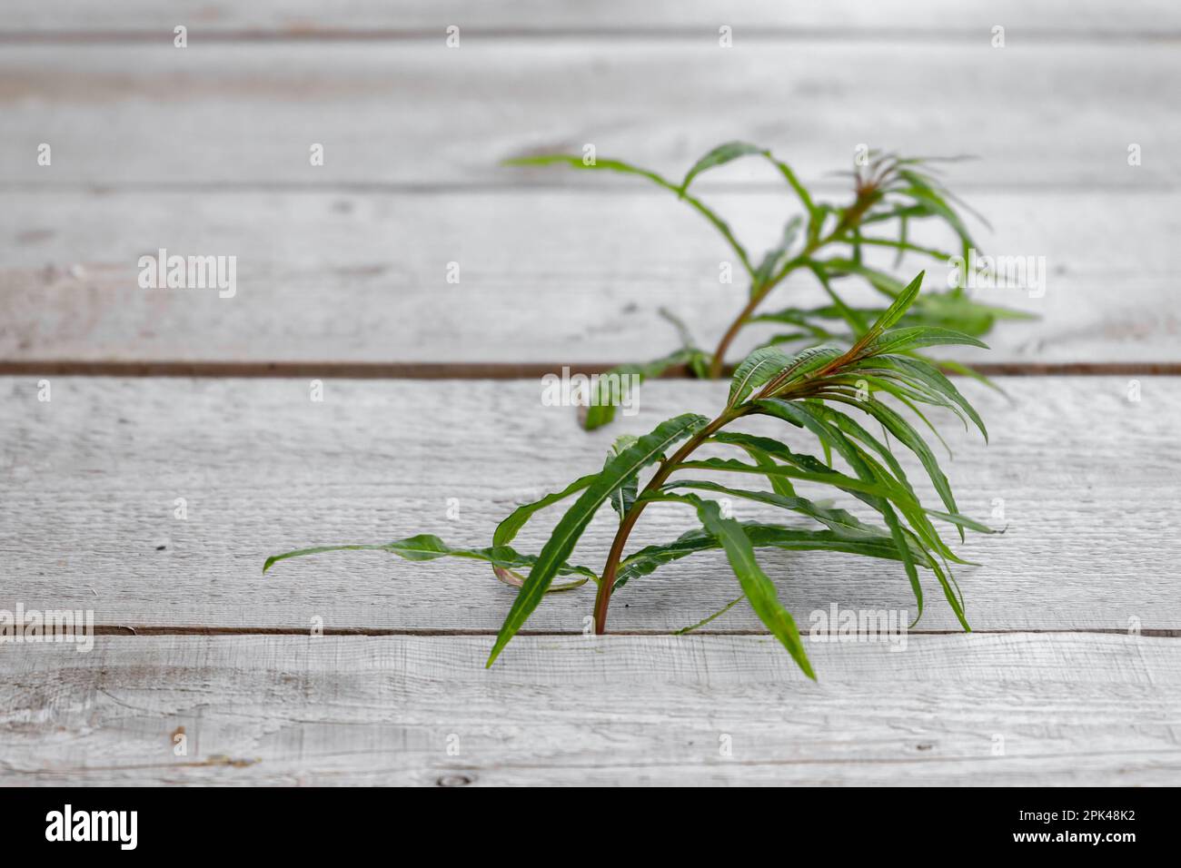Green sprouts grow through the rural floor made of gray wooden boards ...