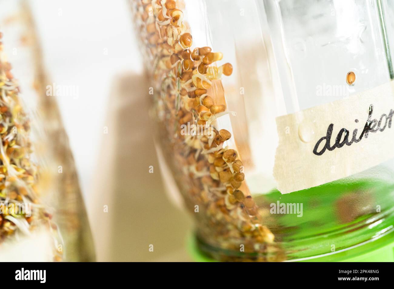 Growing sprouts in a jar Stock Photo - Alamy