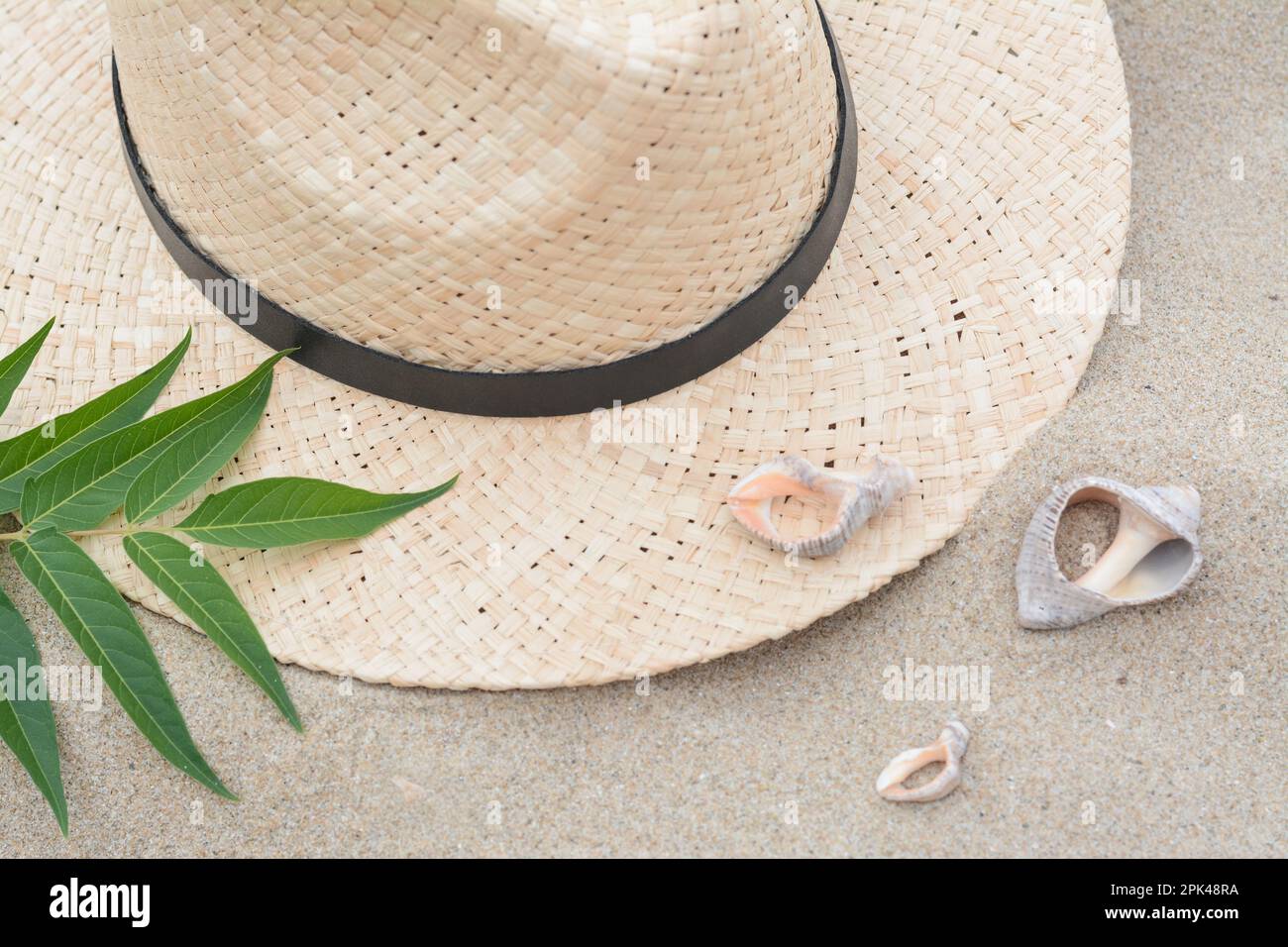 Straw hat, seashells and green leaves on sandy beach, flat lay Stock ...
