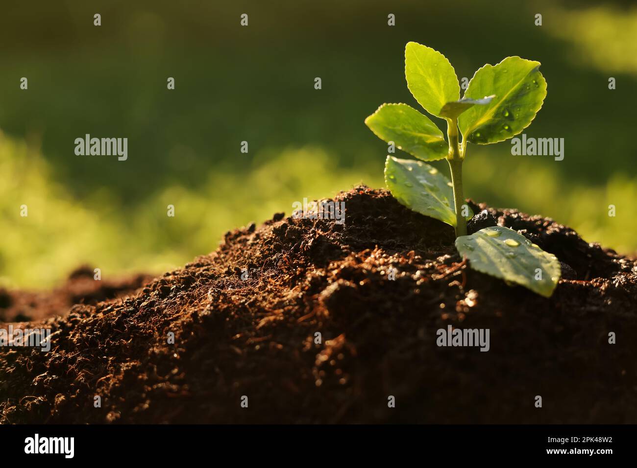 Beautiful green seedling in soil outdoors, closeup with space for text ...
