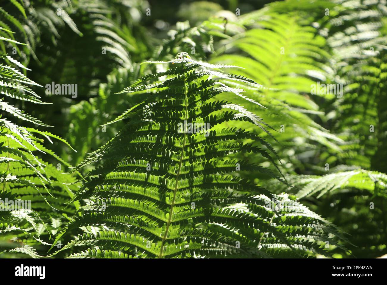 Beautiful fern with lush green leaves growing outdoors Stock Photo - Alamy