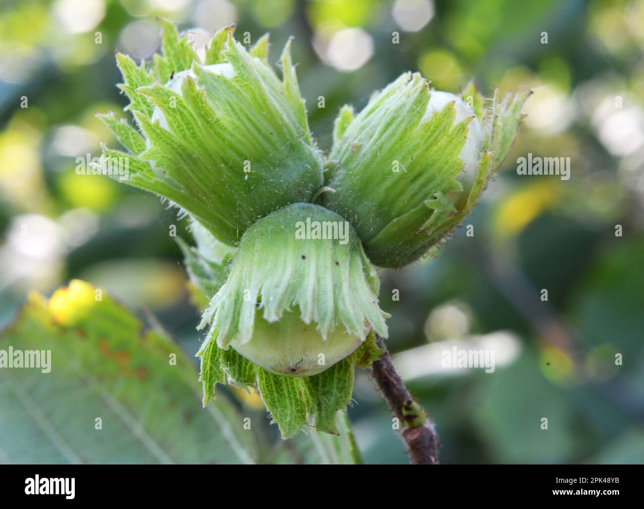 Nuts ripen on the branch of the hazel bush Stock Photo - Alamy