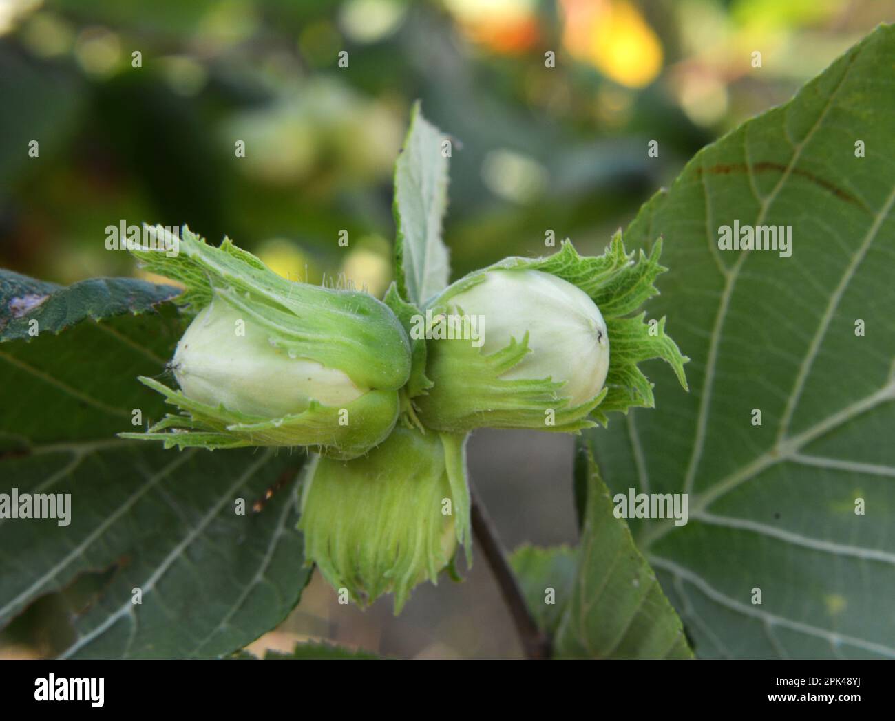 Nuts ripen on the branch of the hazel bush Stock Photo - Alamy