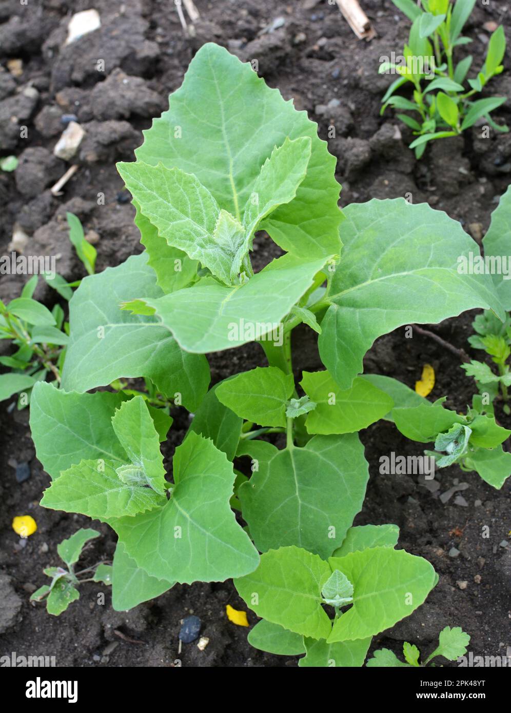 In the spring, the edible plant garden orach (Atriplex hortensis) grows ...