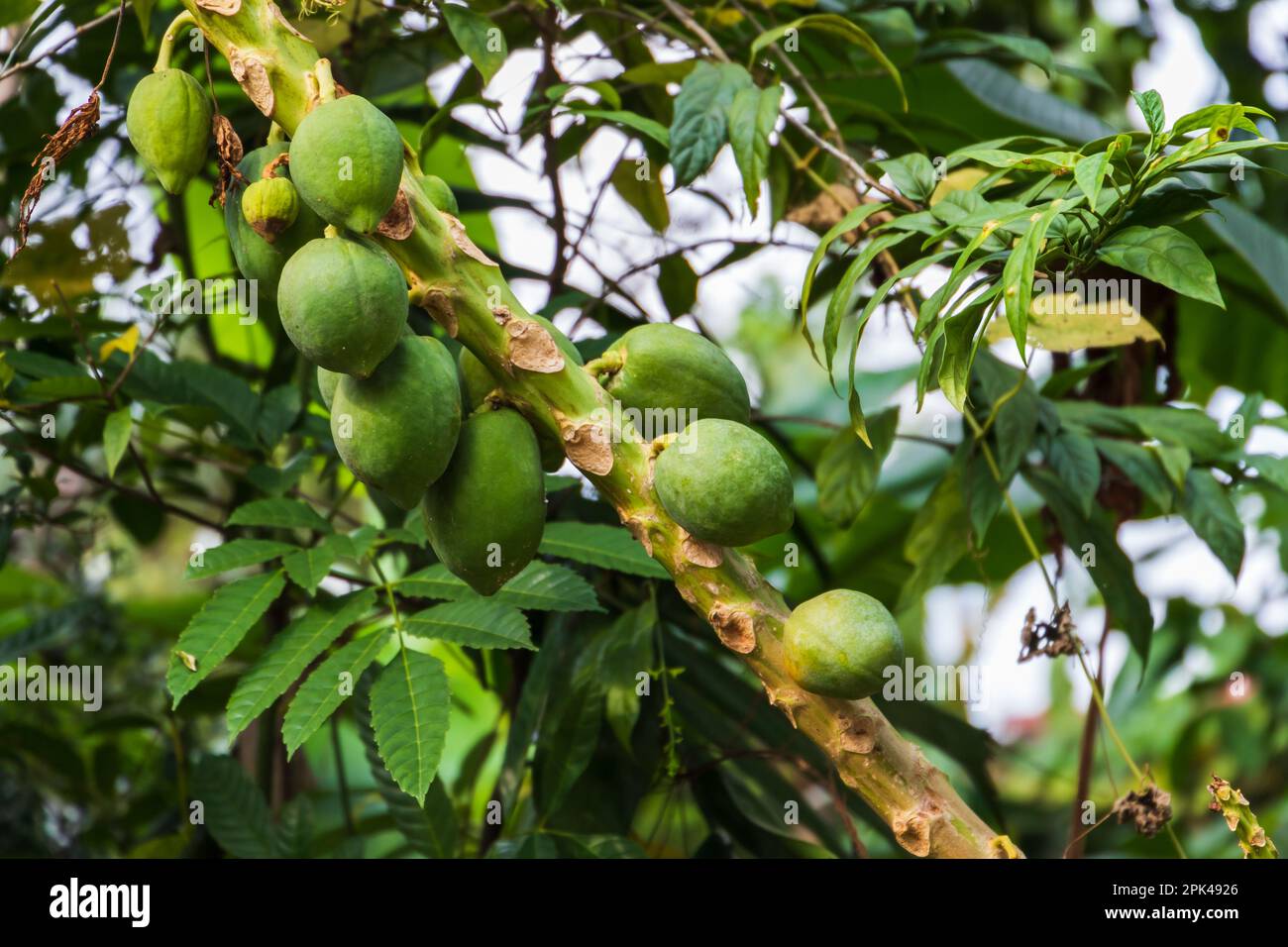 Carica tree with fruits, close up photo. This is a genus of flowering ...